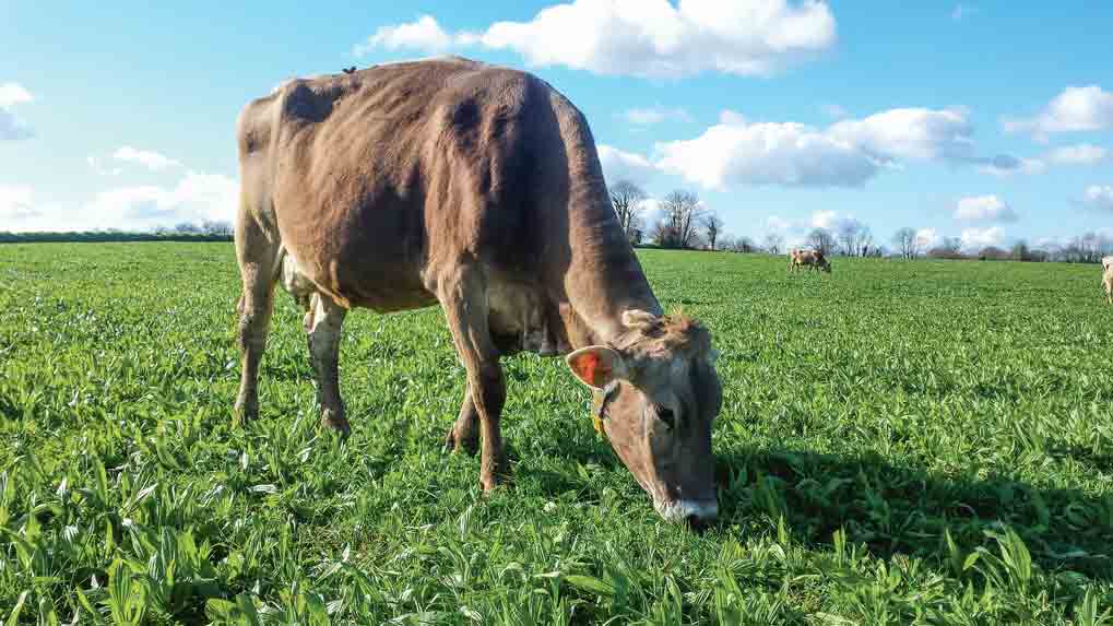 Le plantain Ceres Tonic comme plus-value de la prairie | Journal Paysan ...
